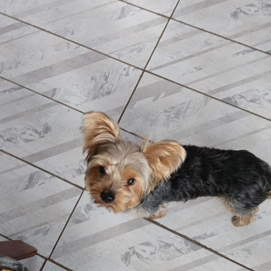 Йоркширский терьер