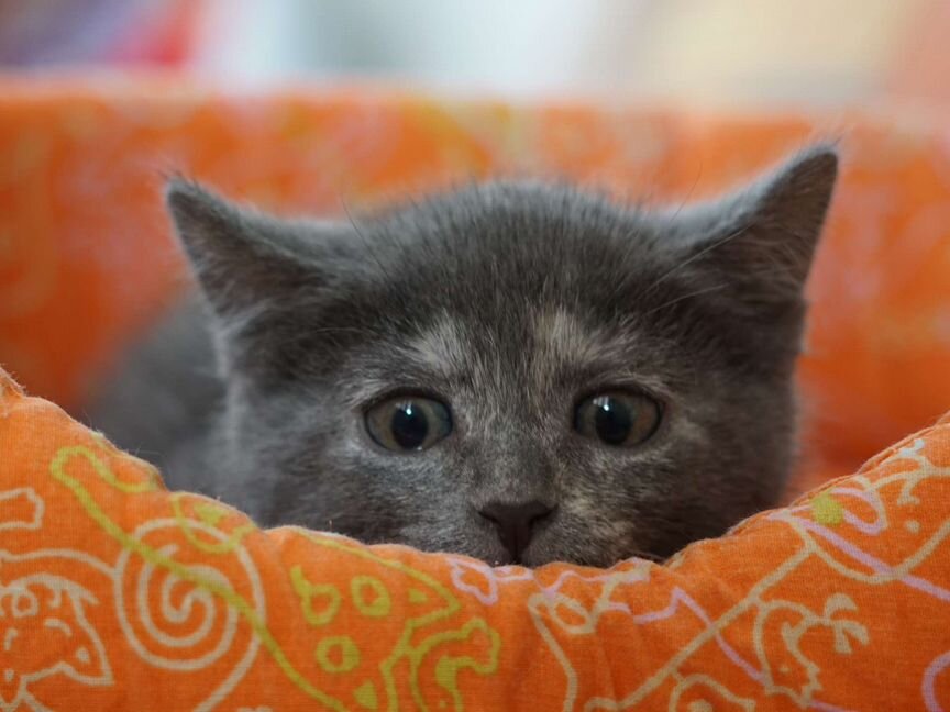 Маленькая шкода