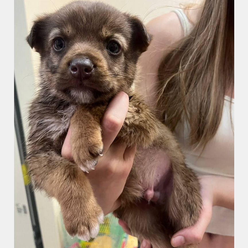 Отдам в добрые руки, нашли щенка на дороге