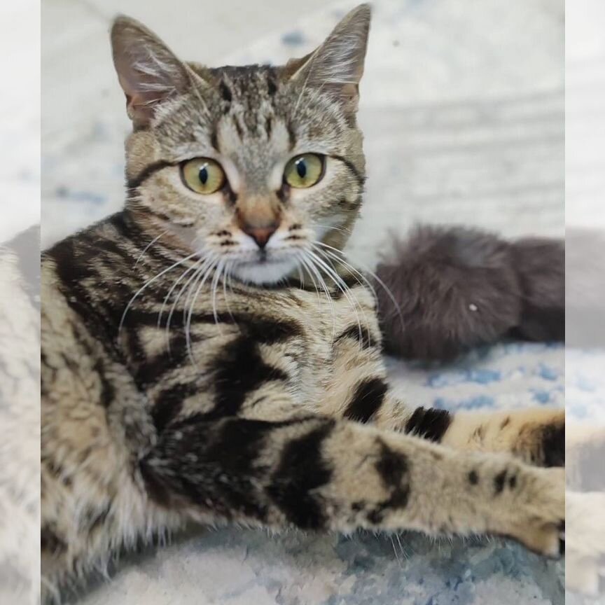 Кошка в добрые руки