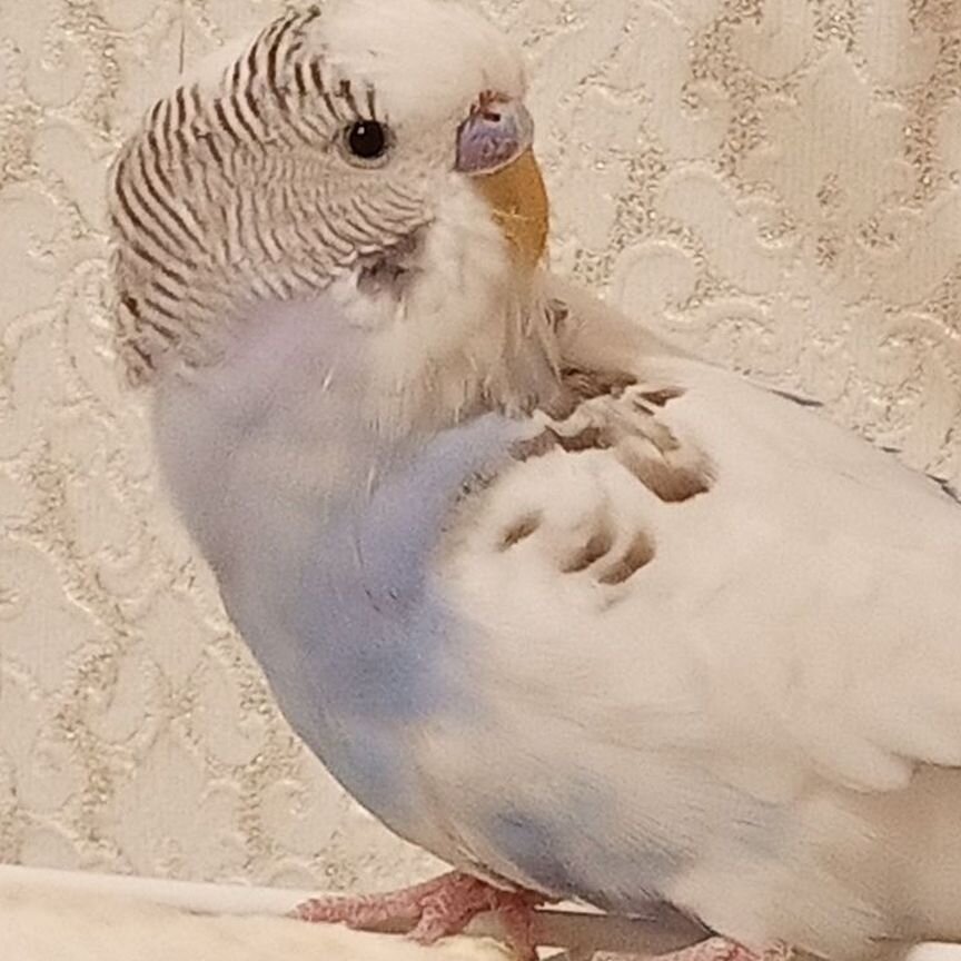 Волнистый попугай самец