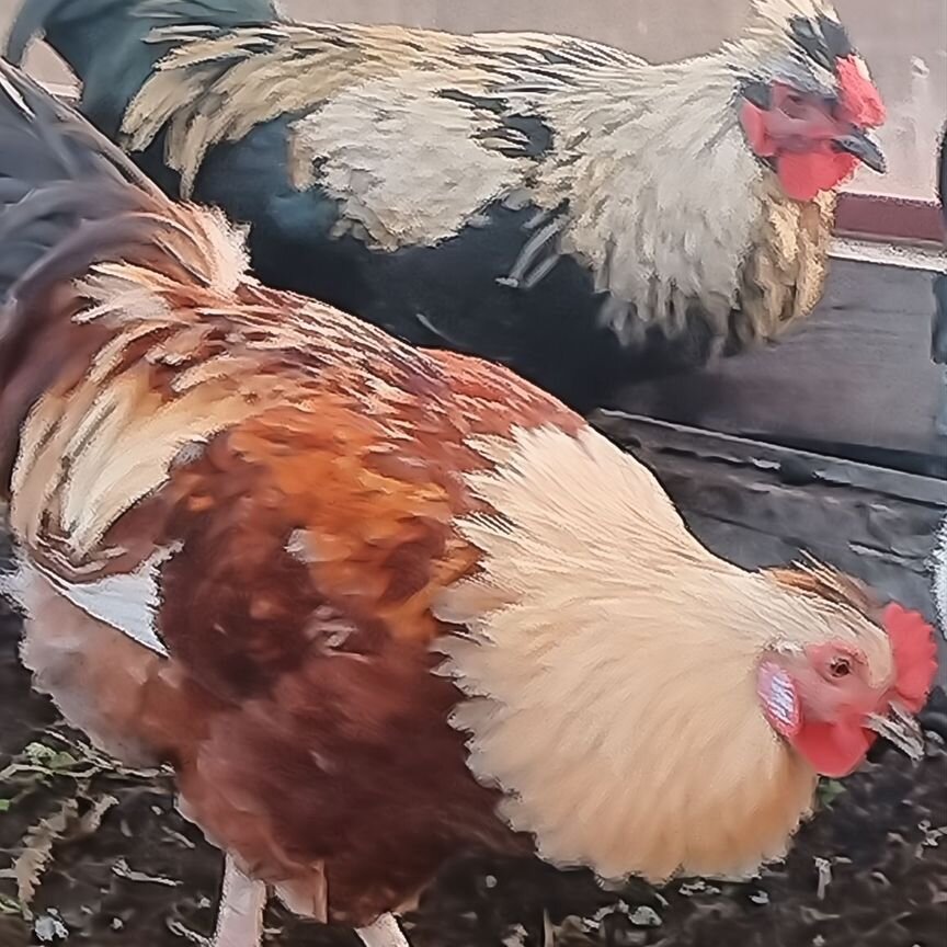 Молодые петушки продам