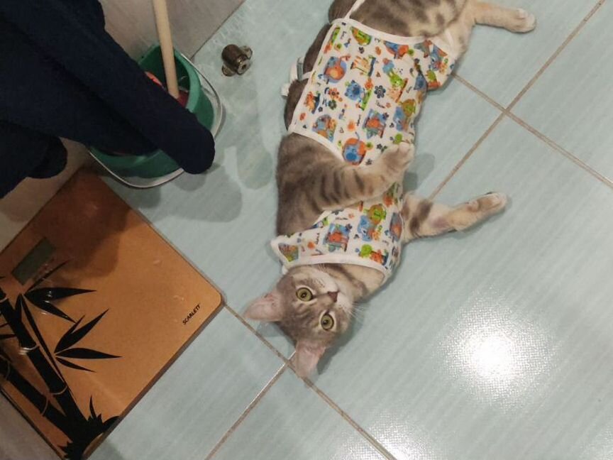 Кошки в добрые руки бесплатно