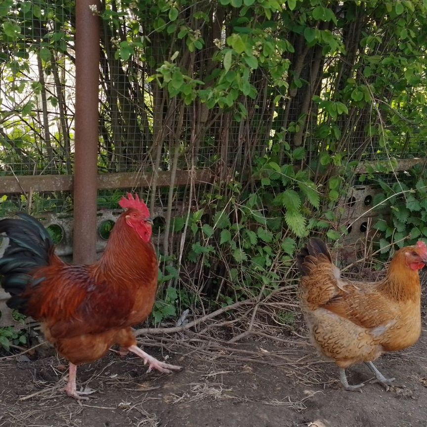 Петух кучинский (вылуп 1.06.24г)