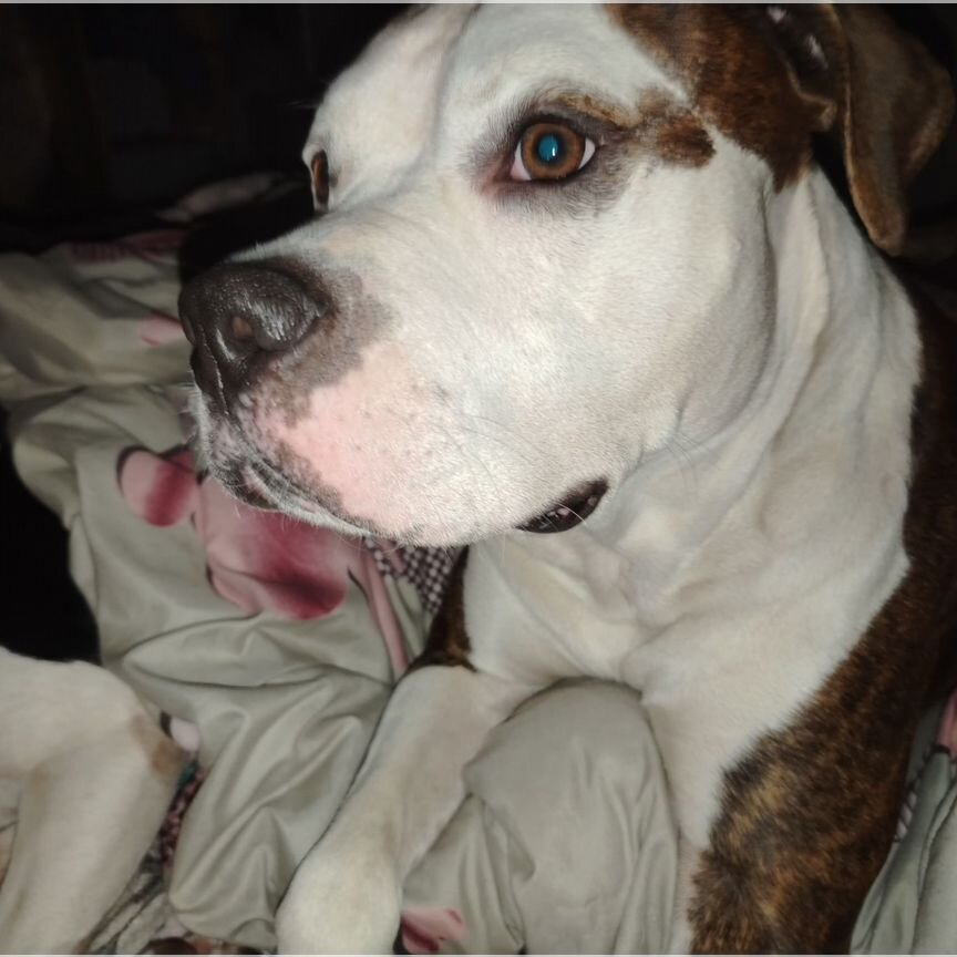 Американский булли, взрослый пёс