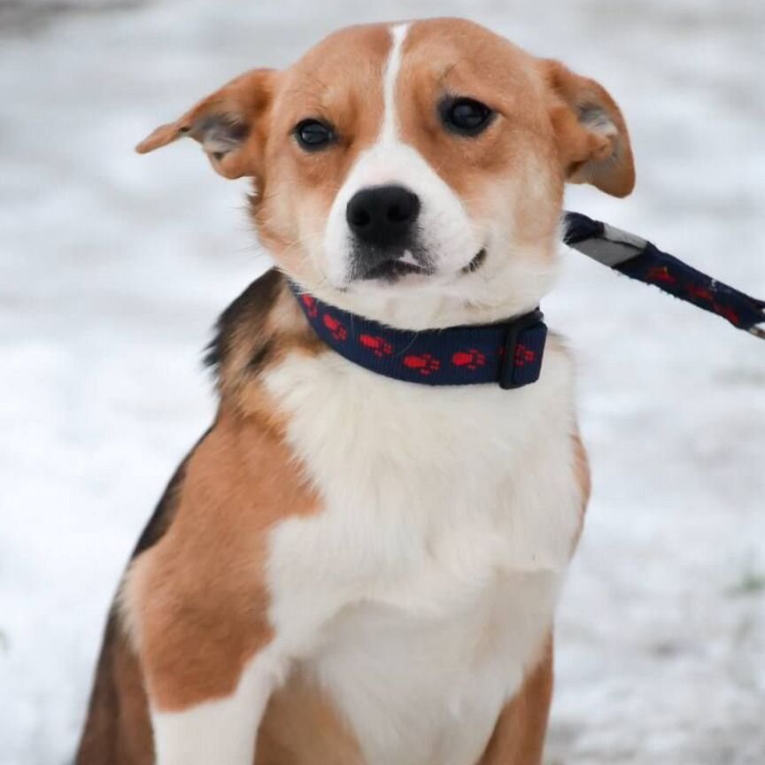 Американский булли, щенок