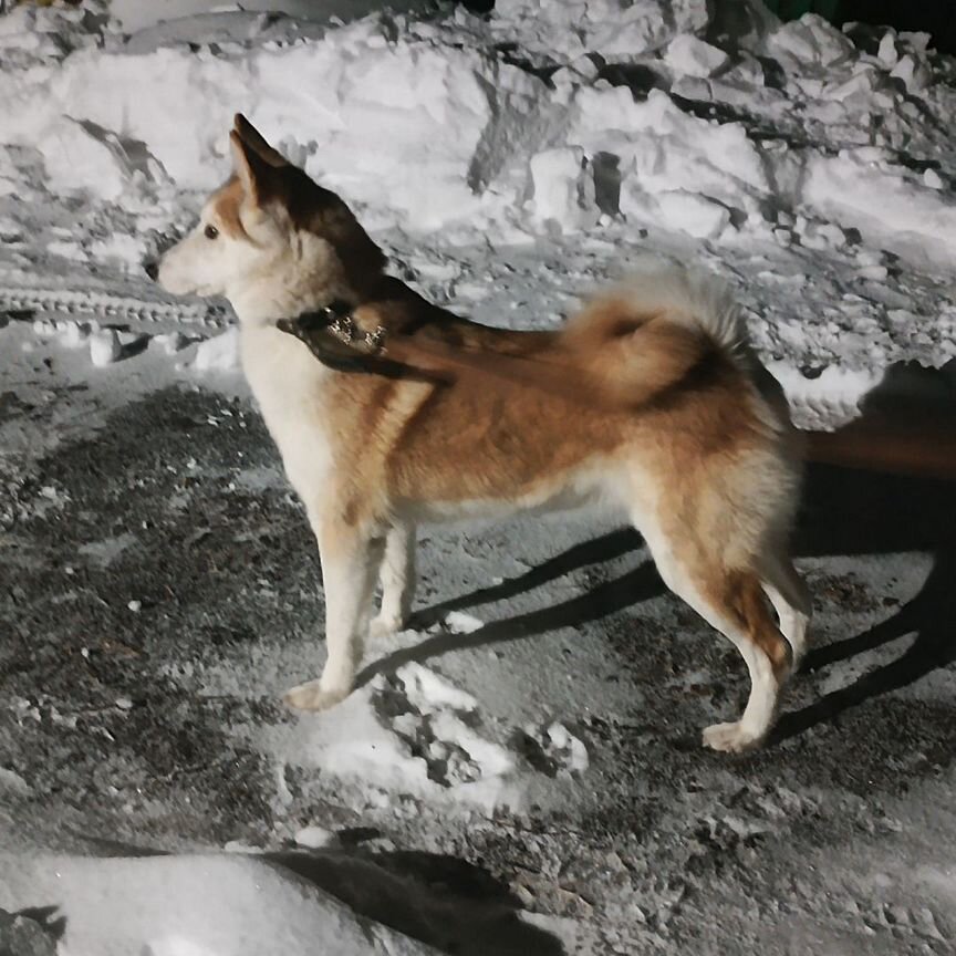 Щенки лайки зсл