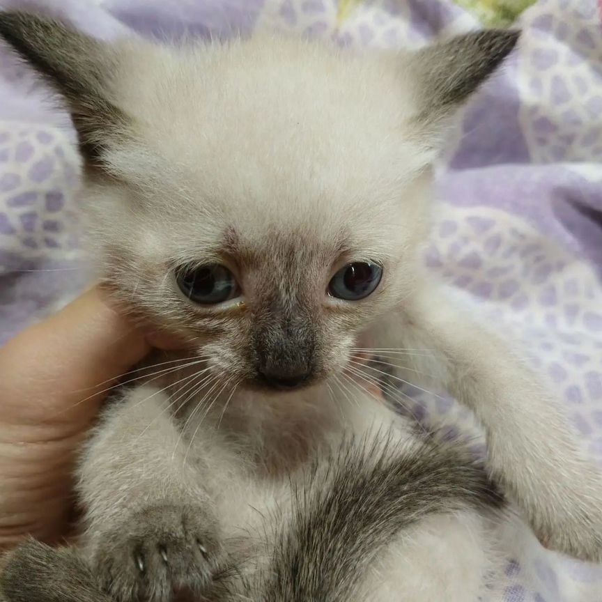 Тайский котёнок