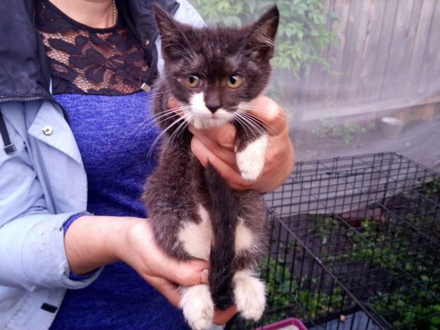 Котята, 2.5 мес, 1дев и 4мальчика