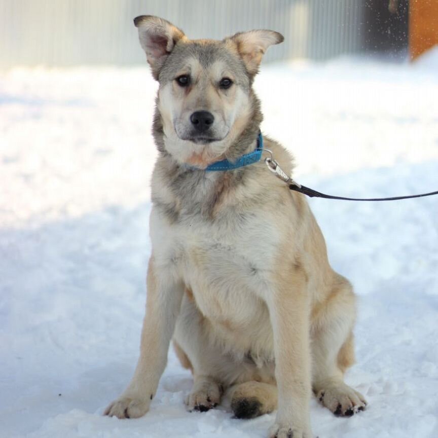 Щенок в добрые руки