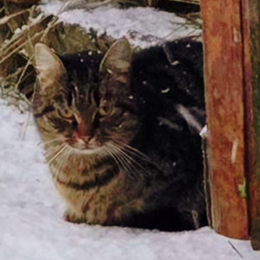 Взрослый кот в добрые руки