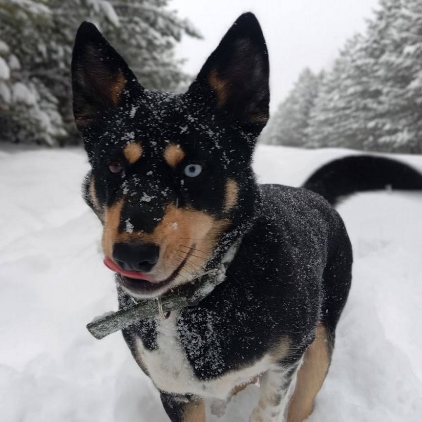 Взрослая собака в добрые руки