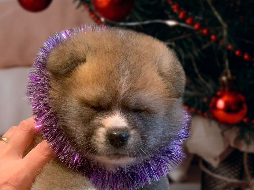 Собака акита ину щенки