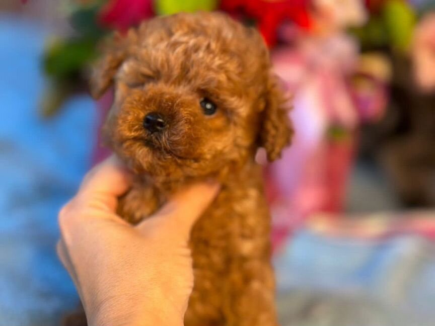 Мальтипу тедди