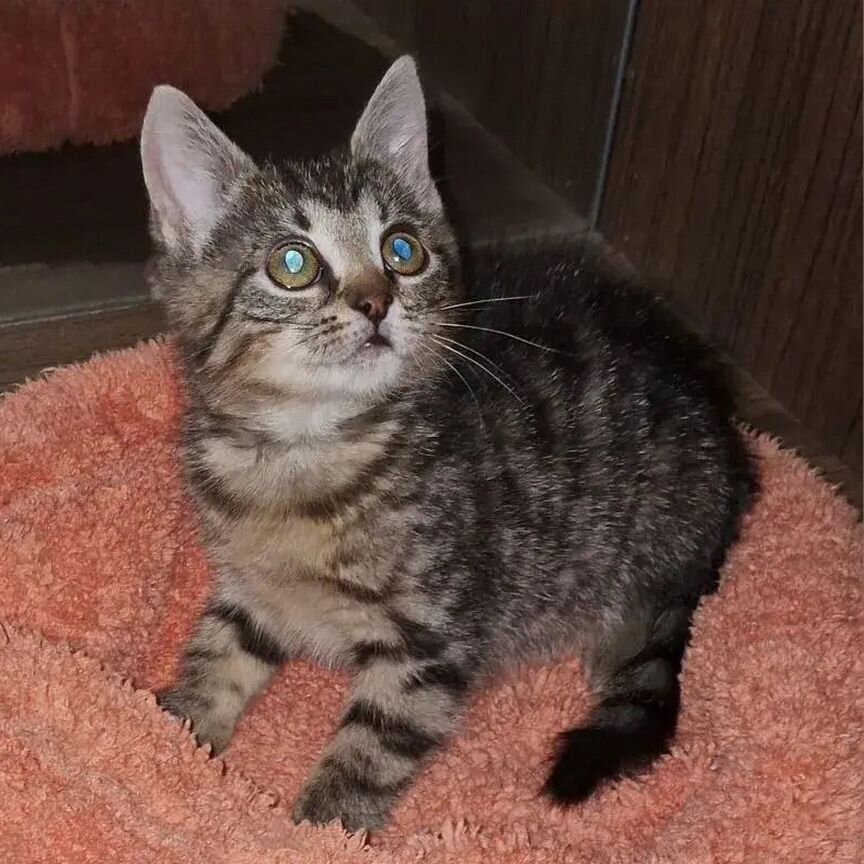 Котёнок в добрые руки