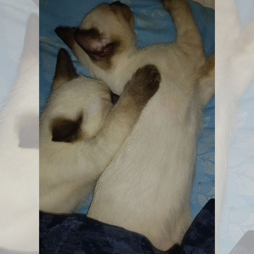 2 сиамский котята