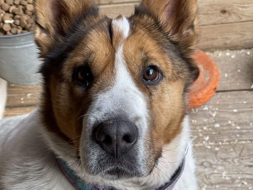 Умнейшая собака пропадает в приюте