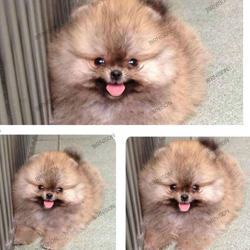 Шпиц (микро мальчик)