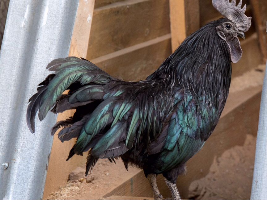 Аямцемани, инкубационное яйцо и не только