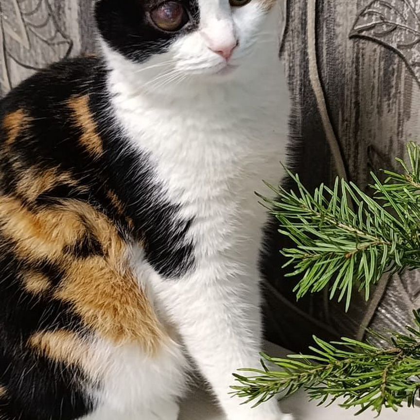 Кошечка ищет дом