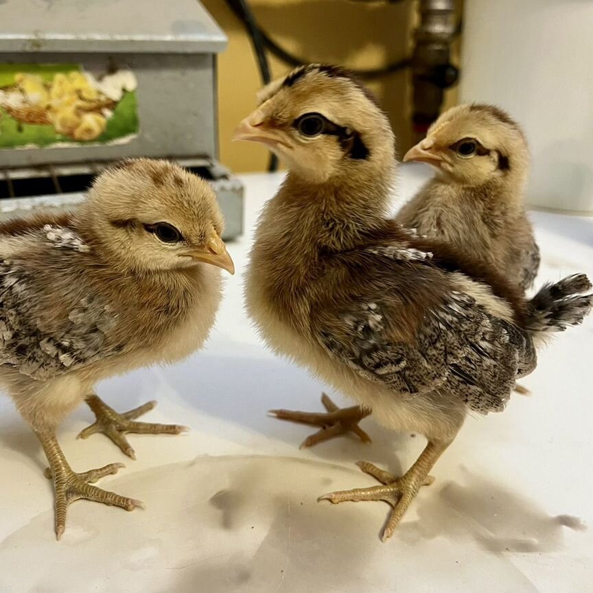 Цыплята легбары