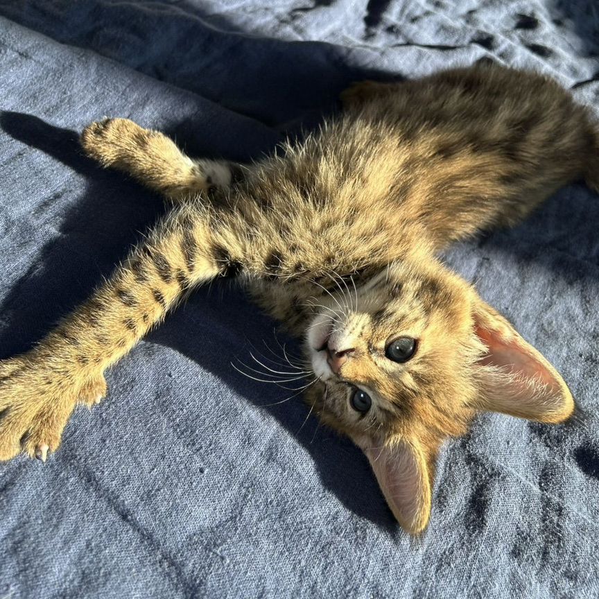 Саванна котёнок