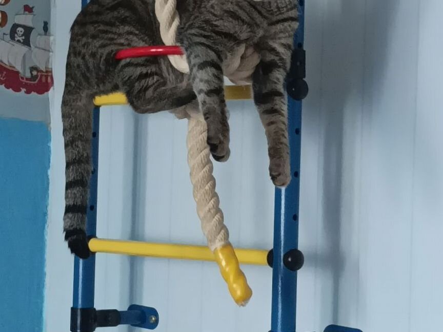 Отдам обычного кота в добрые руки