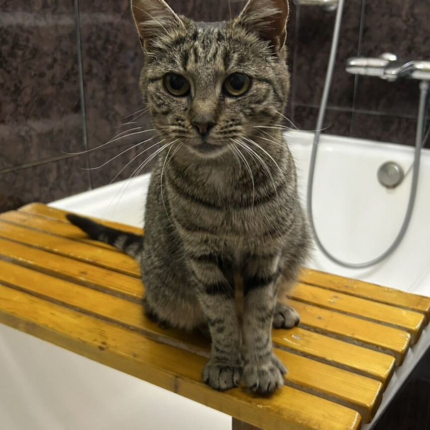 Европейская короткошёрстная кошка, взрослая