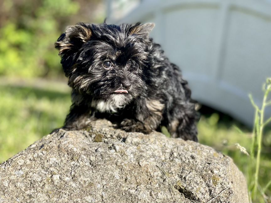 Черное золото