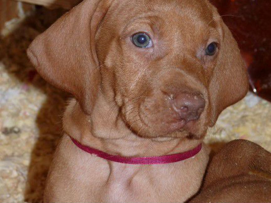 Щенки венгерская выжла