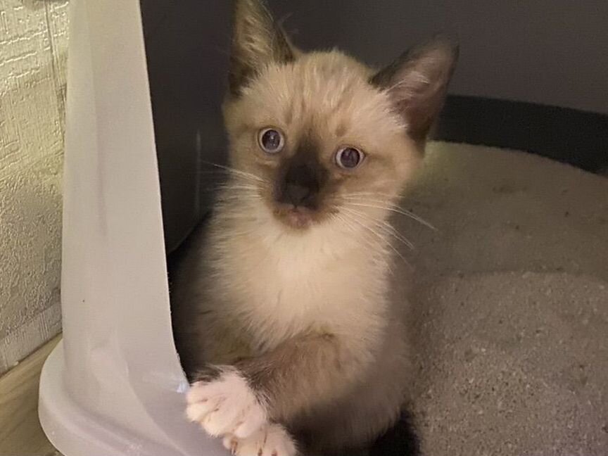 Котята ручные
