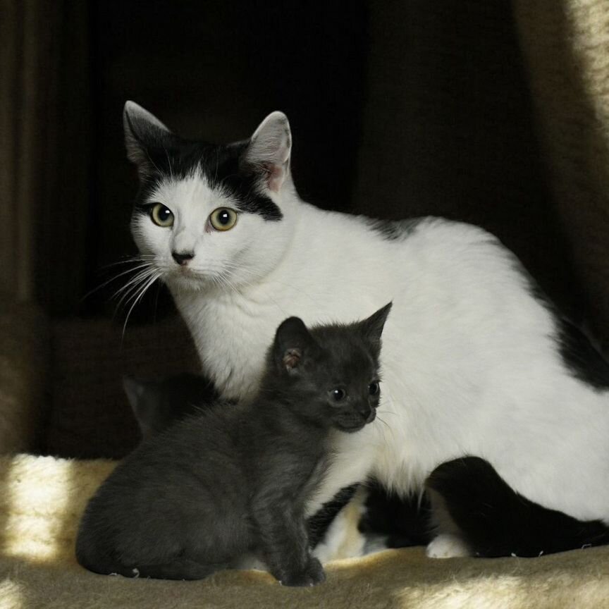 Кошка Кира ищет семью