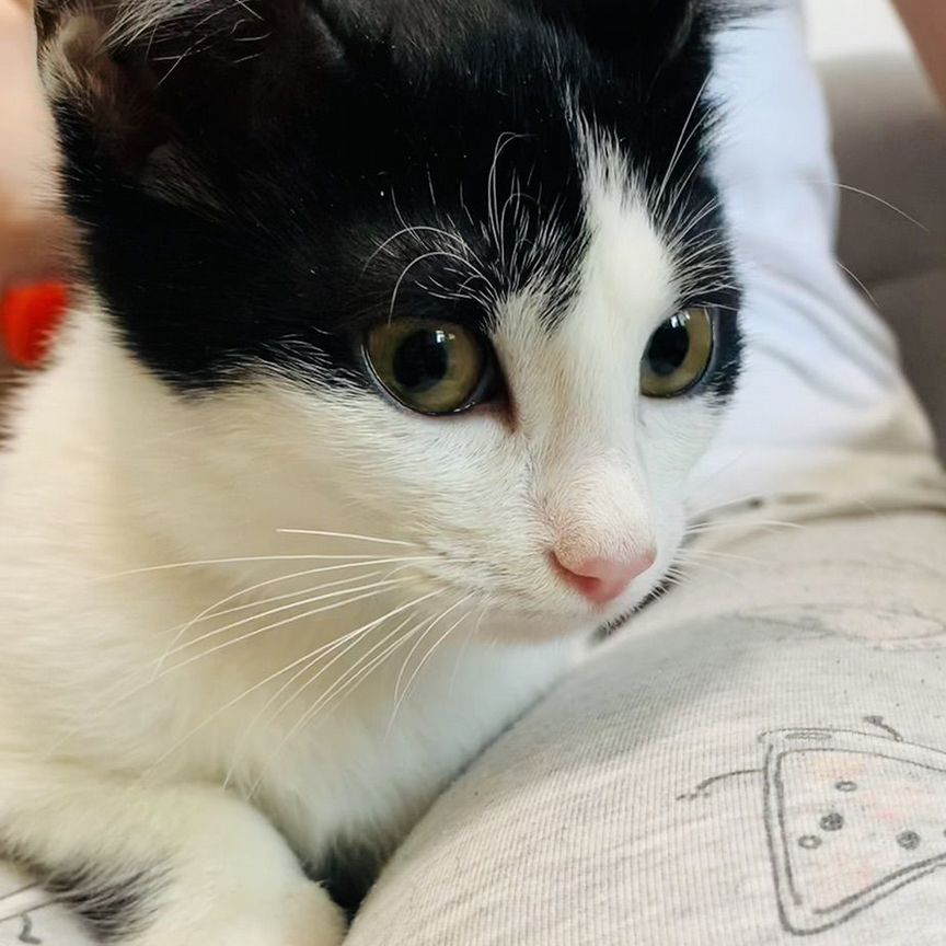 Котенок в дар бесплатно