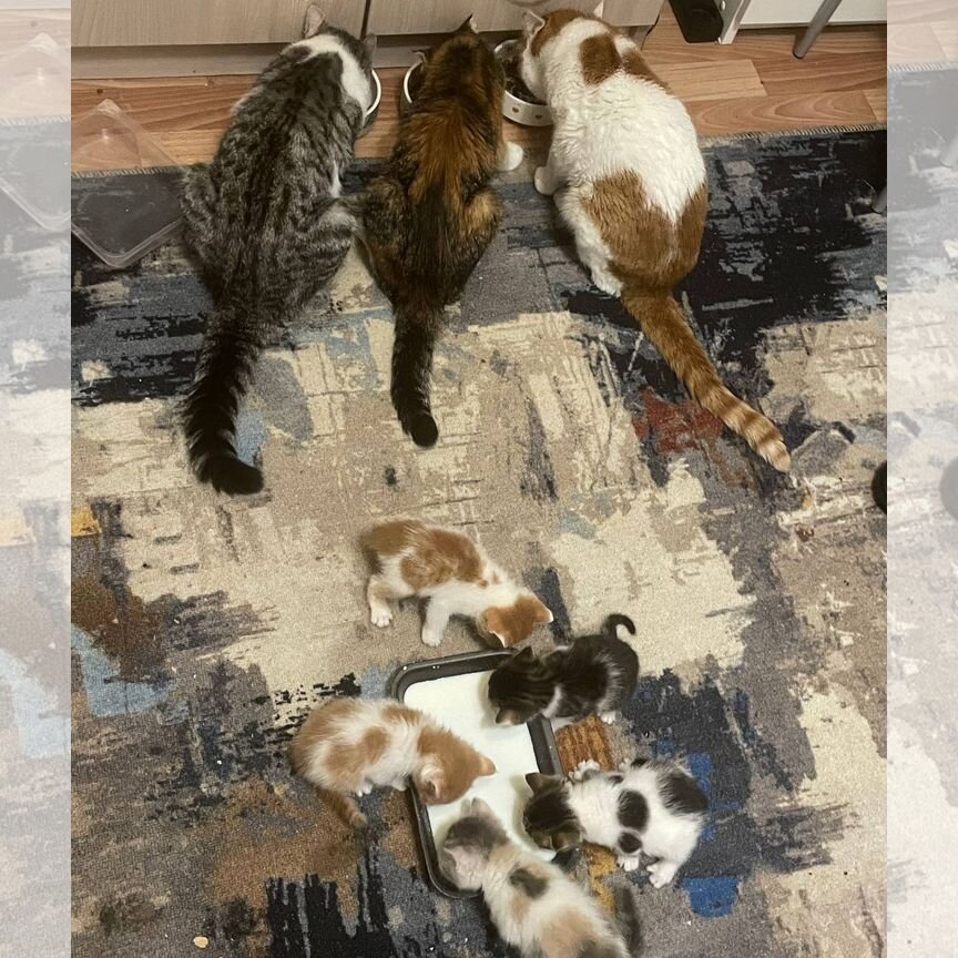 Шотландский вислоухий короткошёрстный котёнок