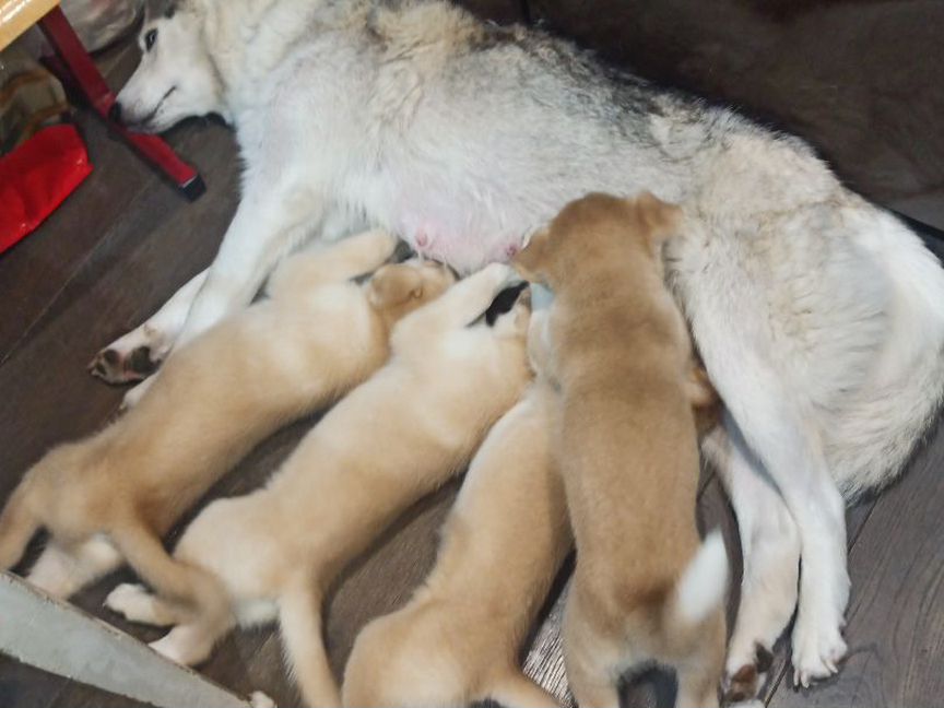 Собаки щенки бесплатно