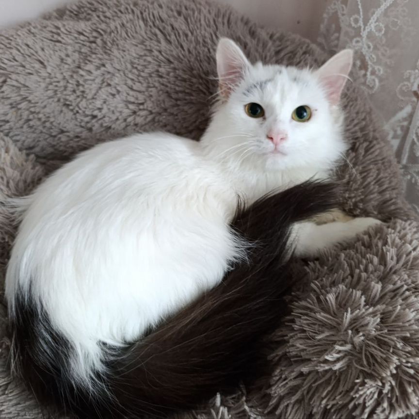 Шикарный котенок