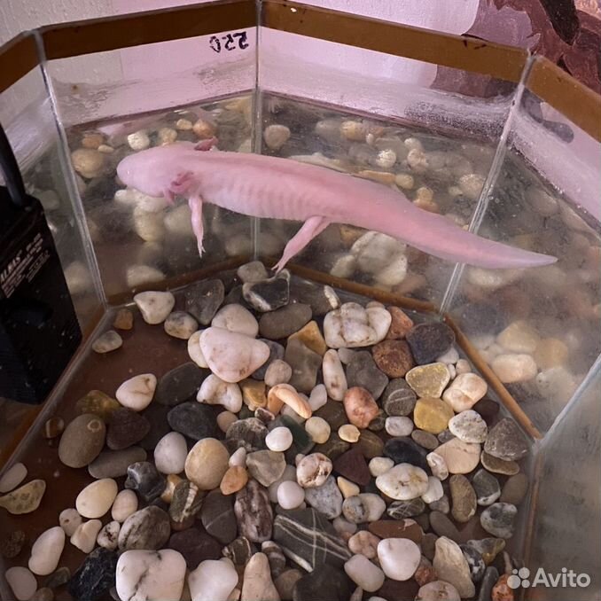 Аскалотель