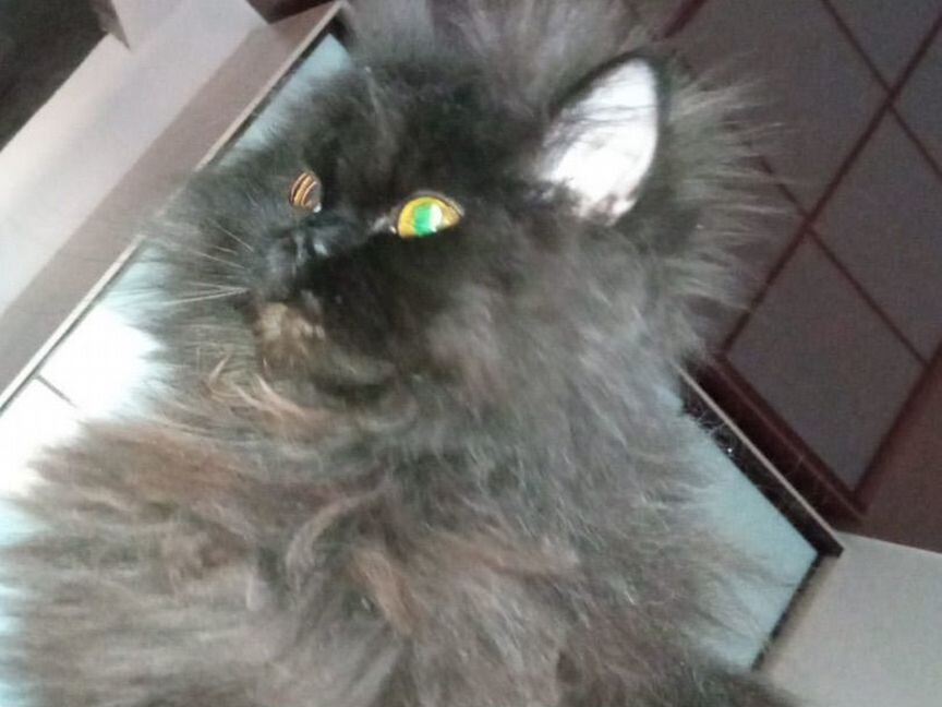 Британец и персидская кошка