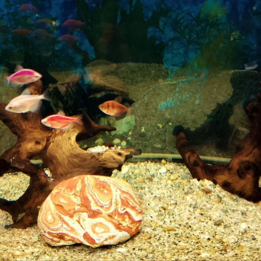 Аквариум с рыбками