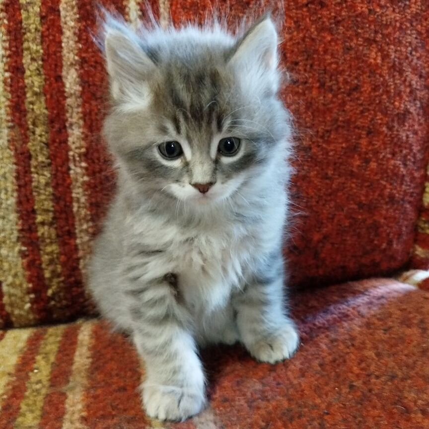 Кот курильский бобтейл