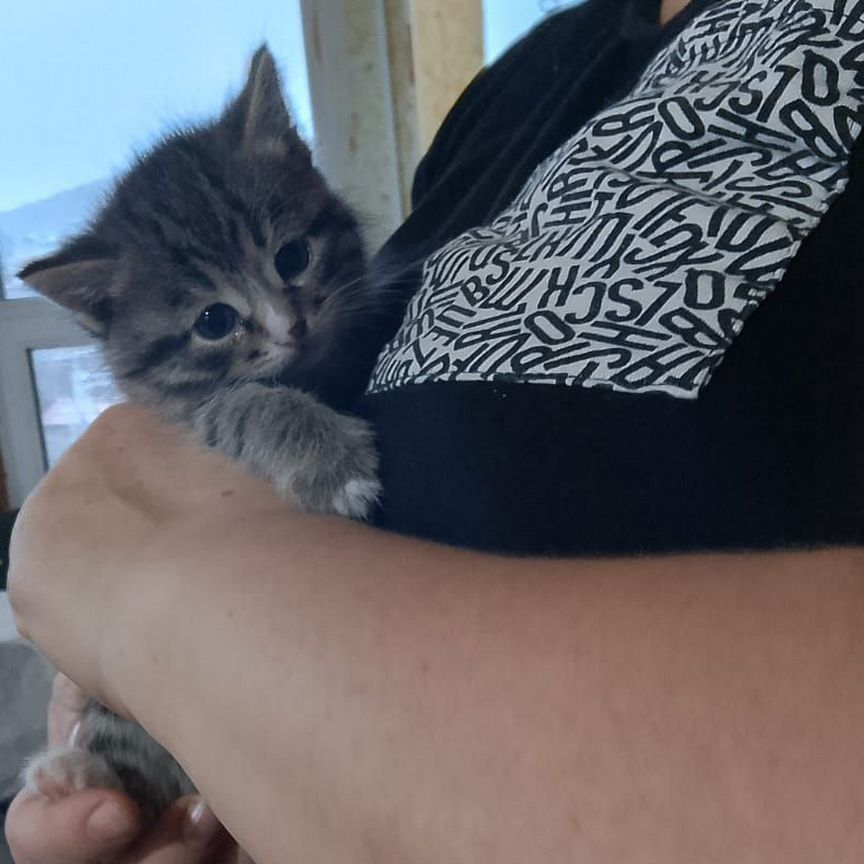 Котёнок в добрые руки
