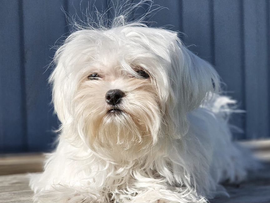 Мальтийская болонка мини