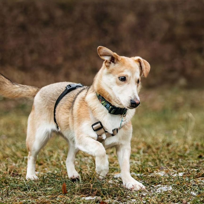 Взрослая собака в добрые руки
