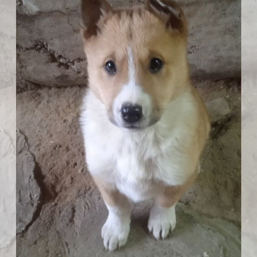 Щенок в добрые руки