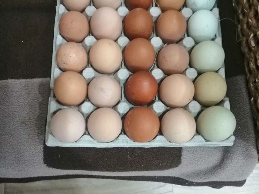 Инкубационное яйцо