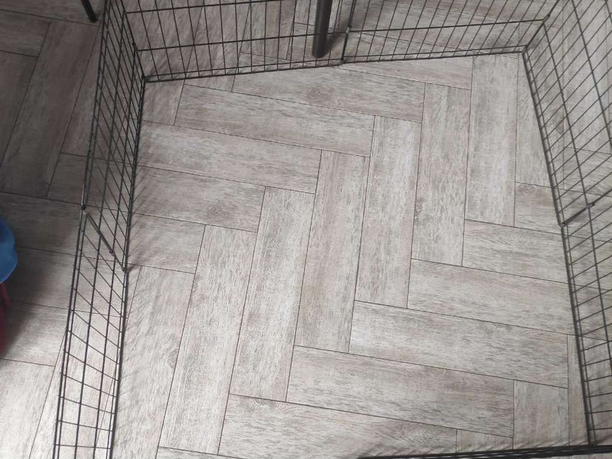 Вальтер для собак