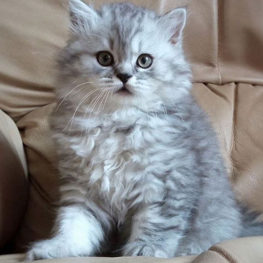 Британский длинношёрстный котёнок