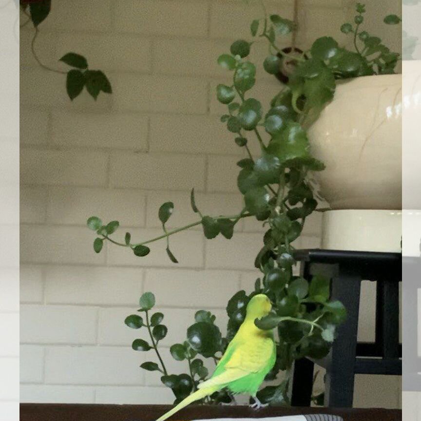 Отдам в добрые руки попугая