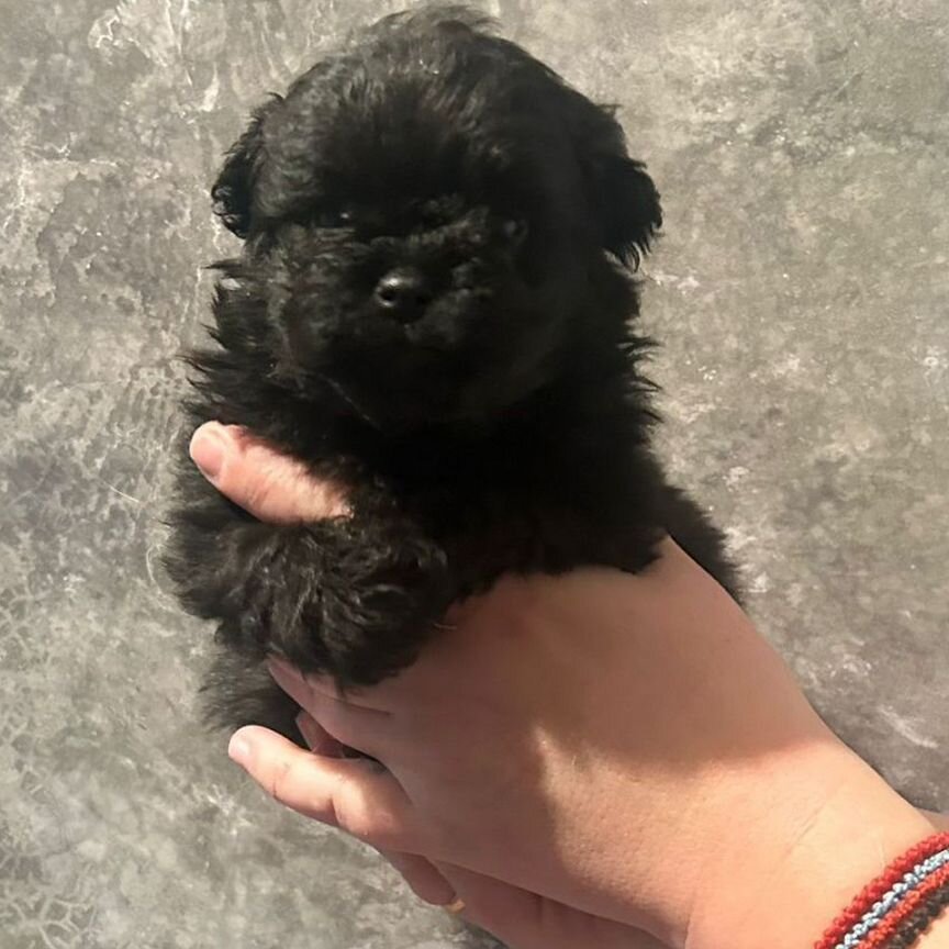 Мальтипу, щенок