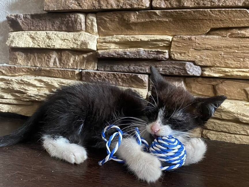 Котенок мальчик пушистик
